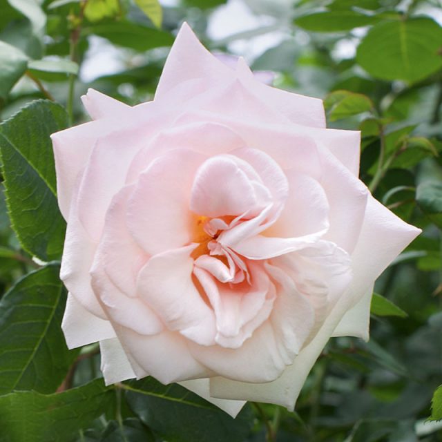 Mandarin | Coral Garden Rose - Rosas del Corazón