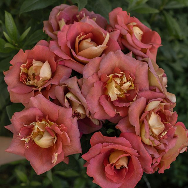 Mandarin | Coral Garden Rose - Rosas del Corazón