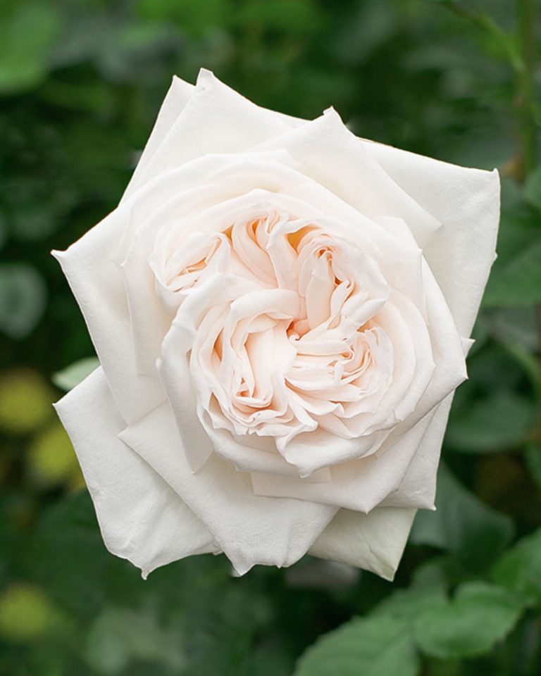 White Ohara | White Garden Rose - Rosas del Corazón