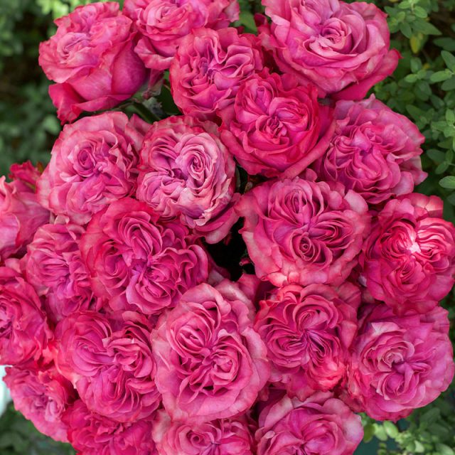 Pink Xpression | Pink Garden Rose - Rosas del Corazón