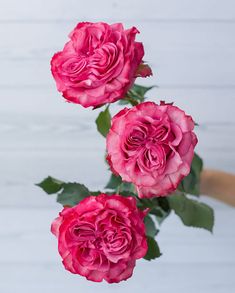 Кантри Блюз | Country Blues - Rosas del Corazón