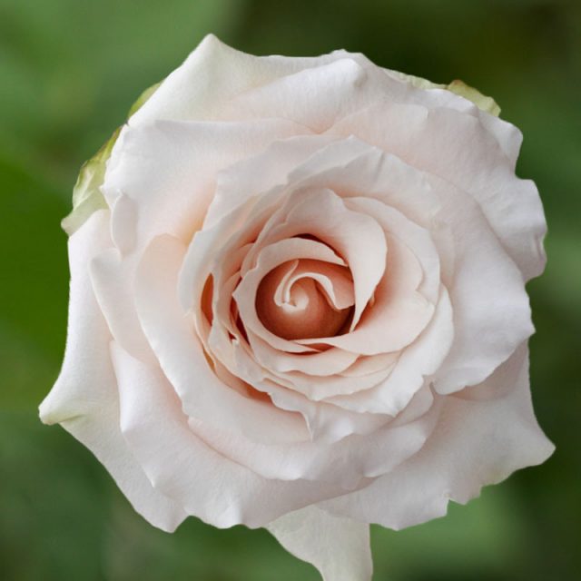 Premium Roses Archives - Page 2 of 3 - Rosas del Corazón