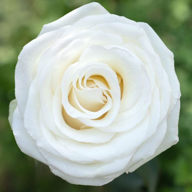 Premium Roses Archives - Rosas del Corazón
