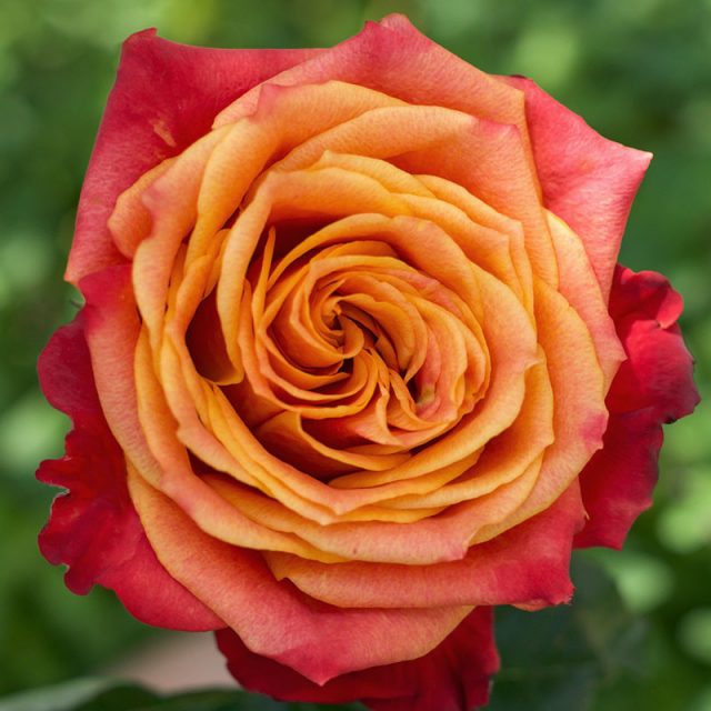 Premium Roses Archives - Rosas del Corazón