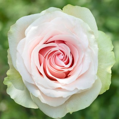 Premium Roses Archives - Rosas del Corazón