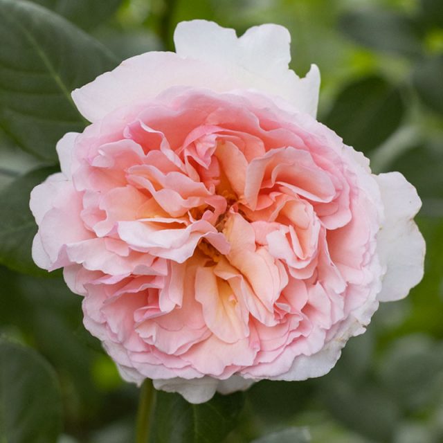 Mandarin | Coral Garden Rose - Rosas Del Corazón