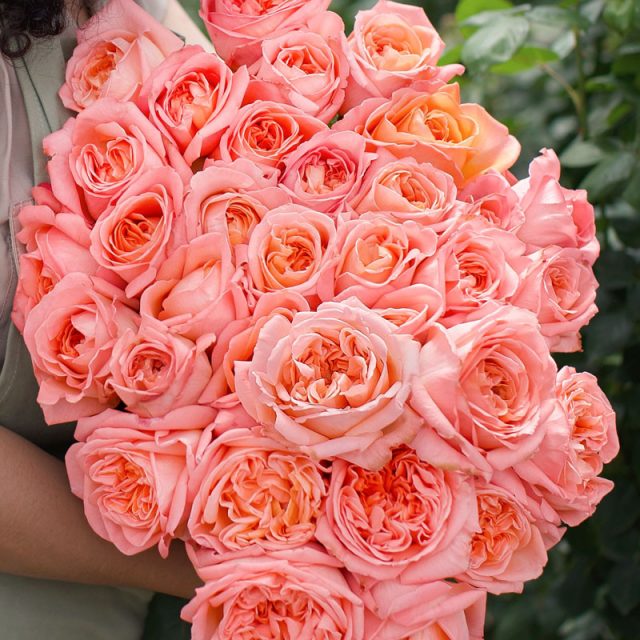 Luxury Garden Roses – Rosas Del Corazón