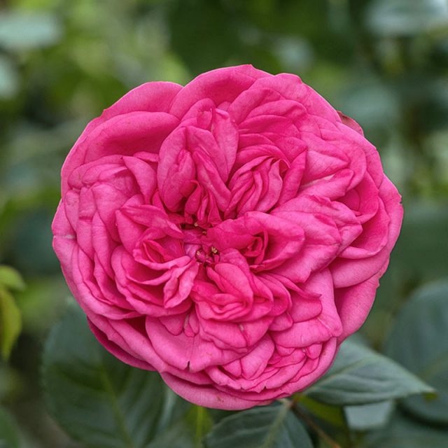 Luxury Spray Garden Roses – Rosas Del Corazón