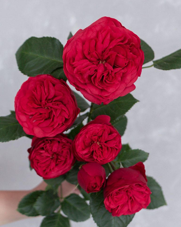 Рэд Пиано | Red Piano - Rosas del Corazón