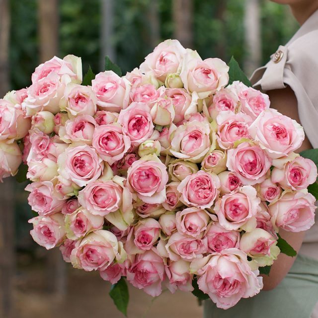 Luxury Spray Garden Roses – Rosas Del Corazón