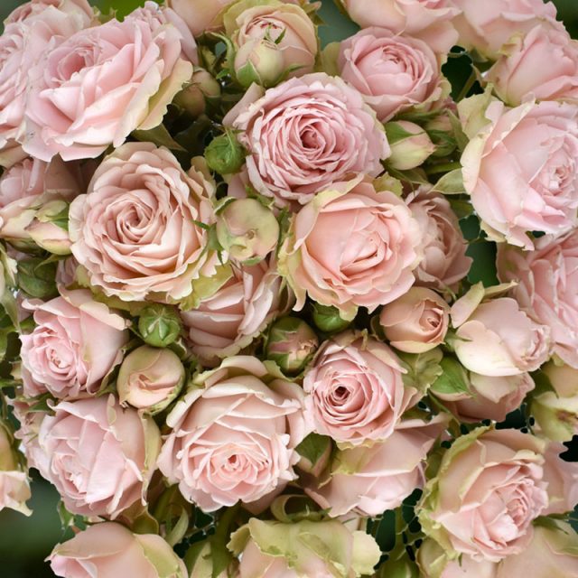 Luxury Spray Garden Roses Archives - Rosas del Corazón