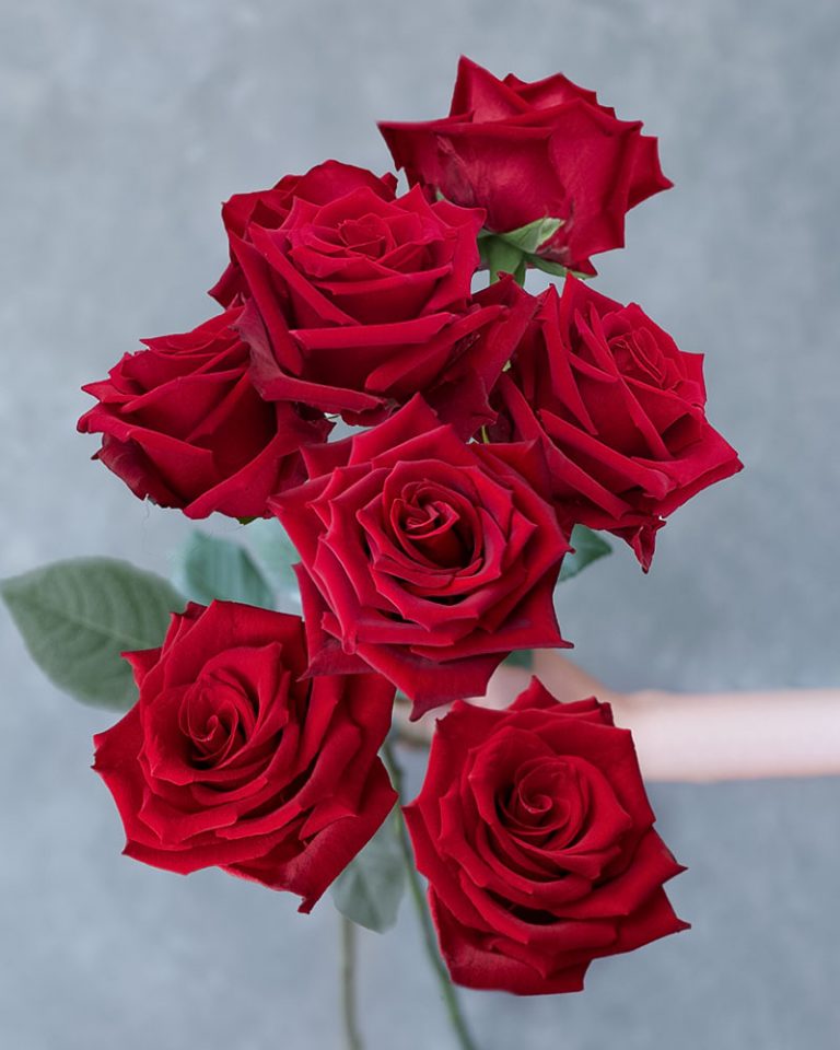 Эксплорер | Explorer - Rosas del Corazón