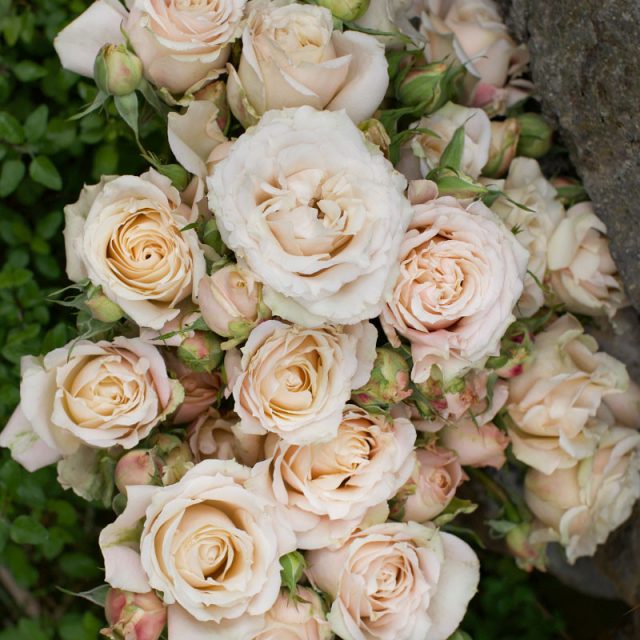 Luxury Spray Garden Roses Archives - Rosas del Corazón