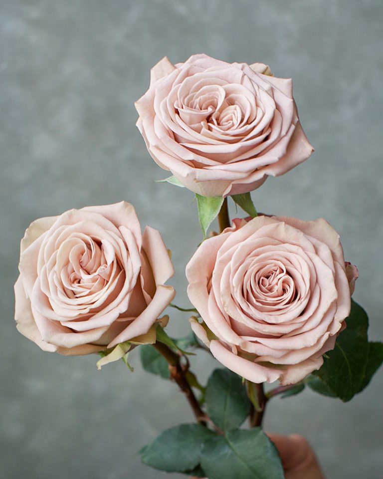 Мокка | Mocca - Rosas del Corazón