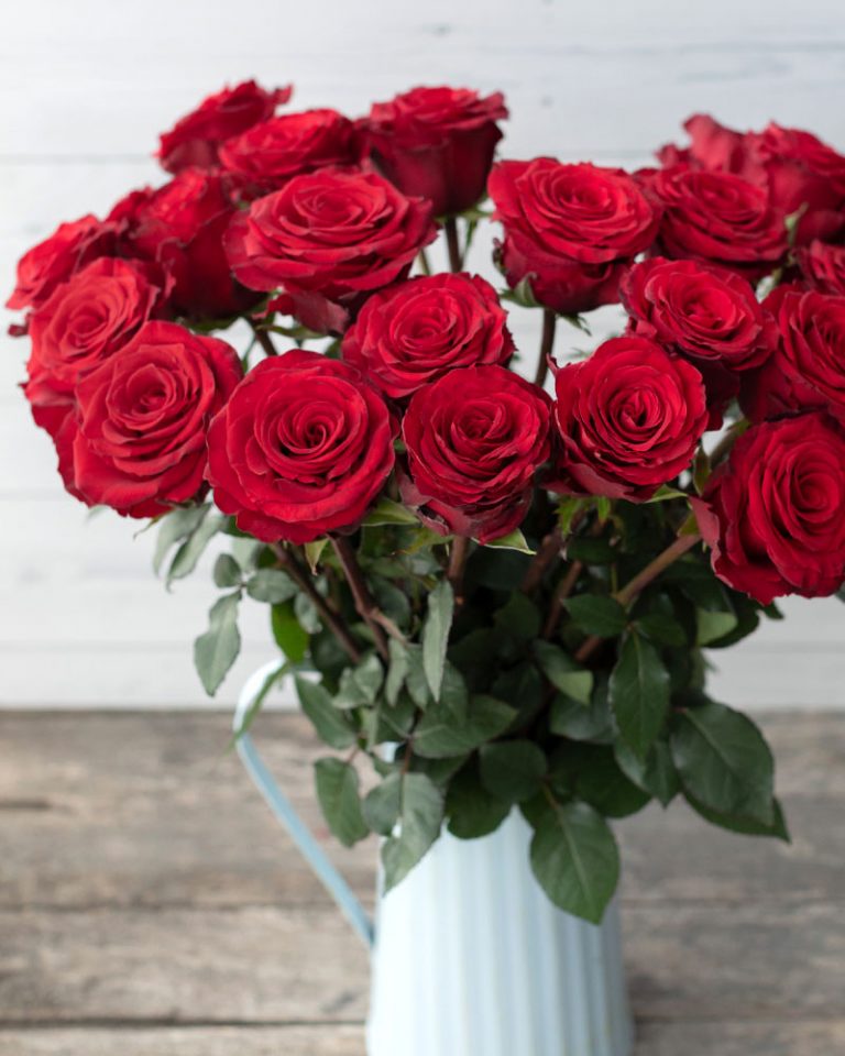 Рэдиант | Rediant - Rosas del Corazón