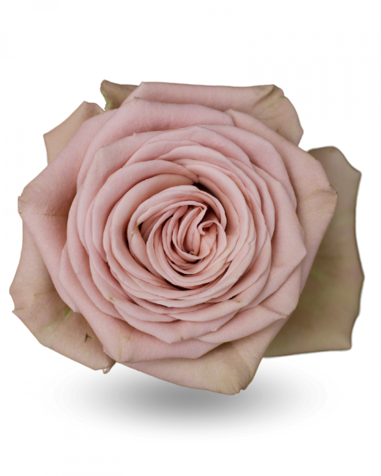 Мокка | Mocca - Rosas del Corazón