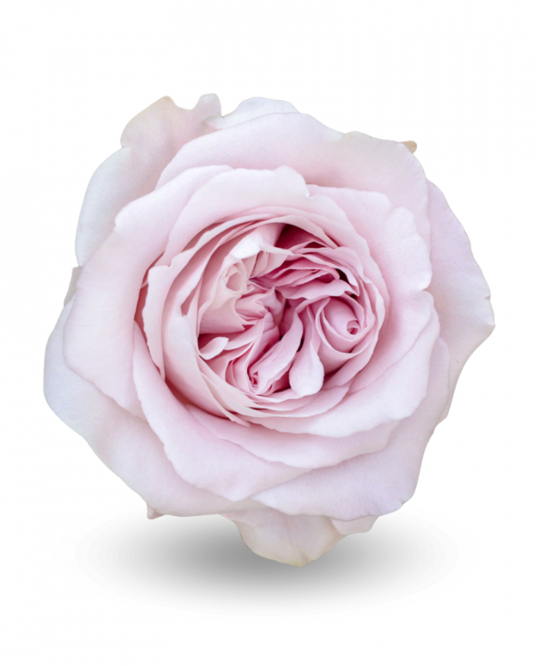 Суит фор Лав | Sweet 4 Love - Rosas del Corazón