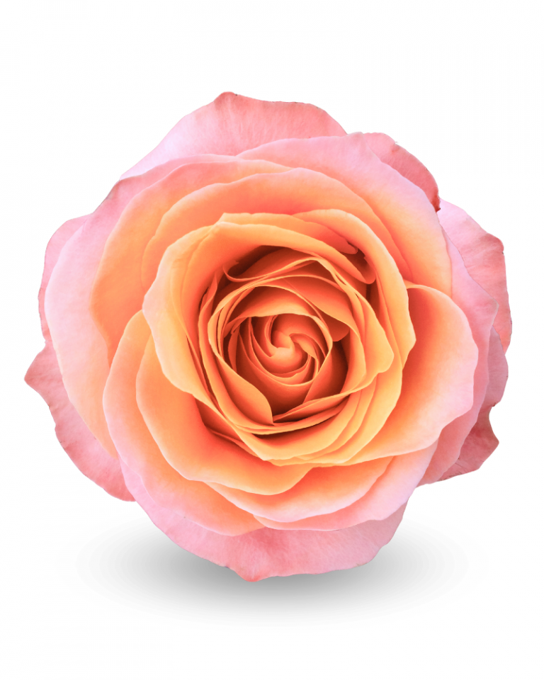 Корал Риф | Coral Reef - Rosas del Corazón