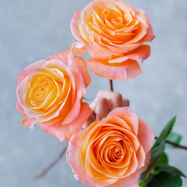 Premium Roses Archives - Rosas del Corazón