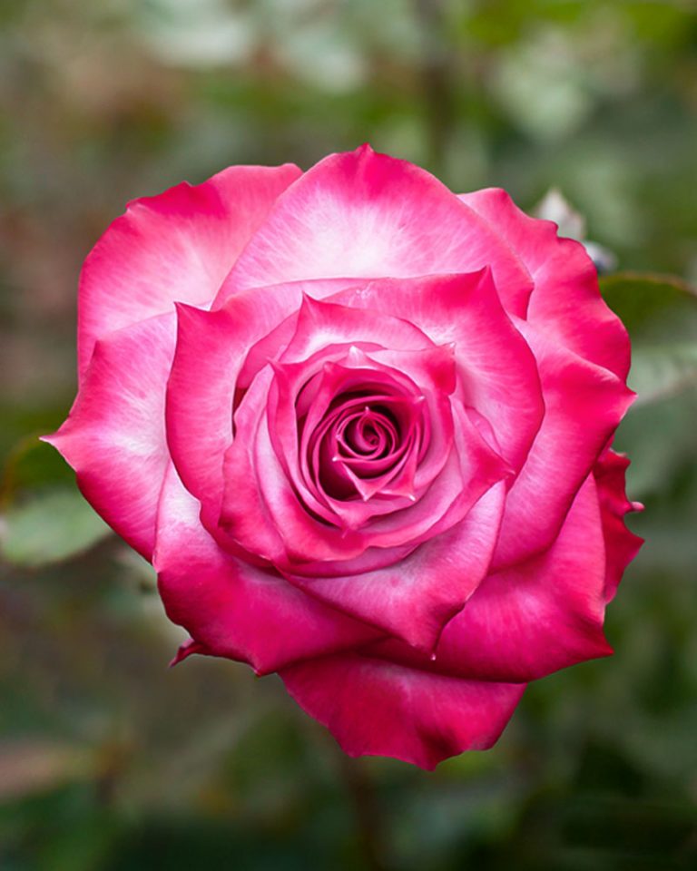 Deep Purple | Purple Rose - Rosas del Corazón