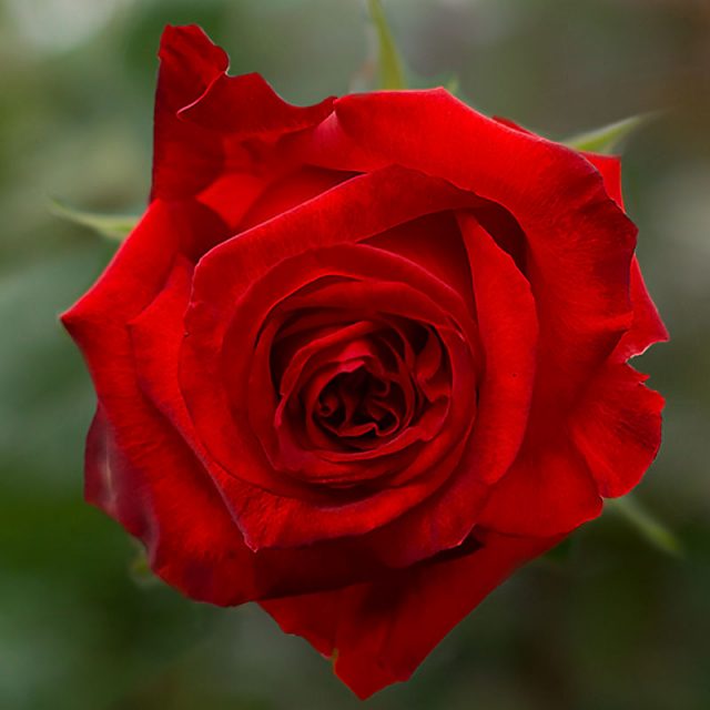 Premium Roses – Rosas Del Corazón