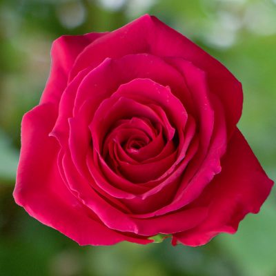 Premium Roses Archives - Page 2 of 4 - Rosas del Corazón