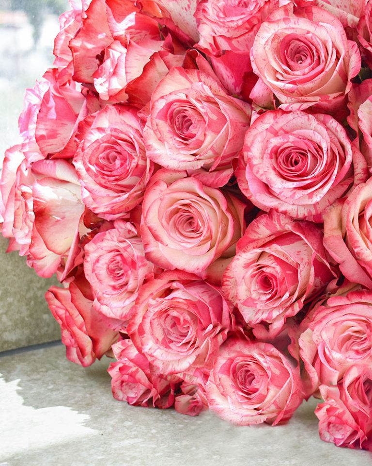 Magic Times | Bicolor Rose - Rosas del Corazón