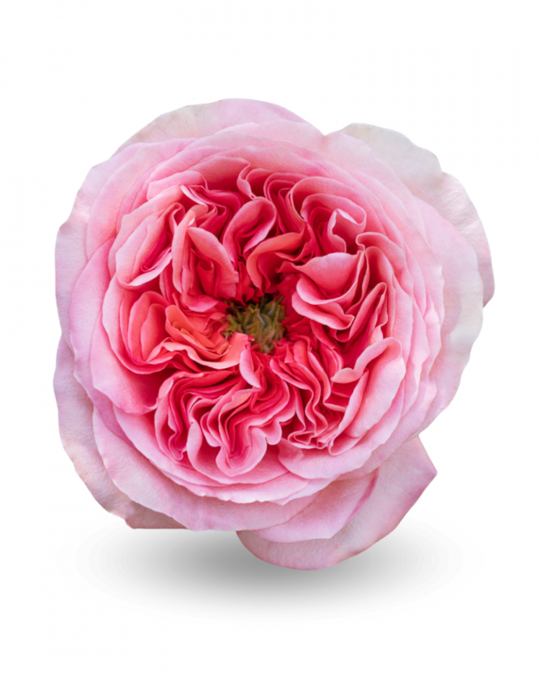 Пинк Экспрэшн | Pink Xpression - Rosas del Corazón