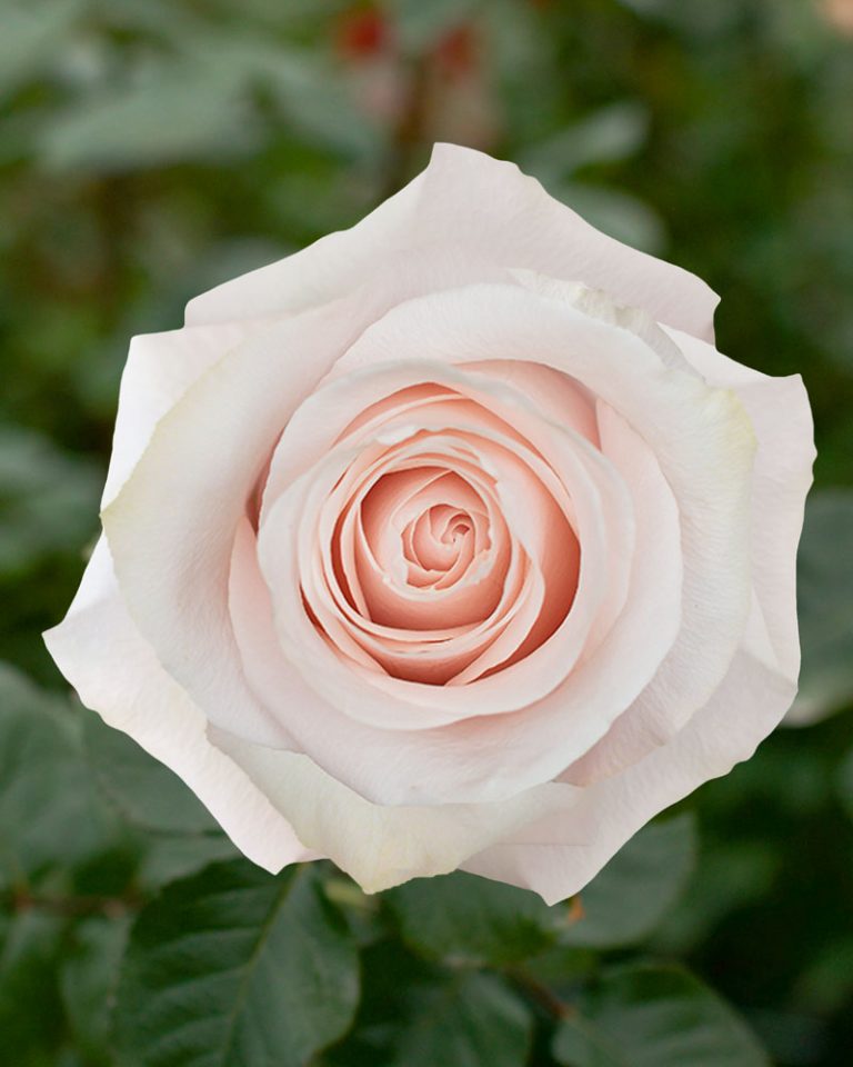 Pomarosa | Light Pink - Rosas del Corazón