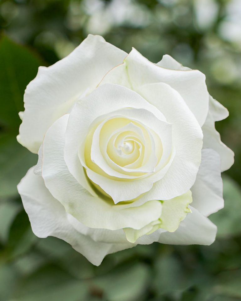 Proud | White Rose - Rosas del Corazón