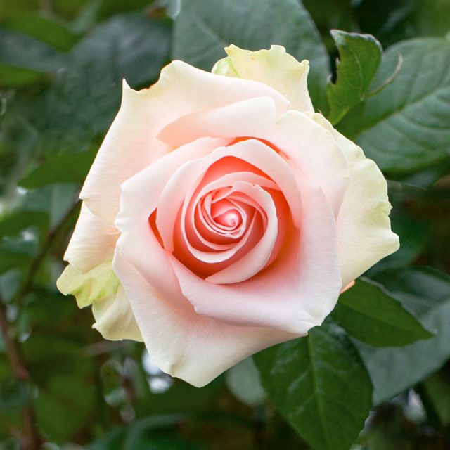 Premium Roses Archives - Page 3 of 3 - Rosas del Corazón