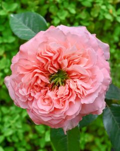 Mandarin | Coral Garden Rose - Rosas del Corazón