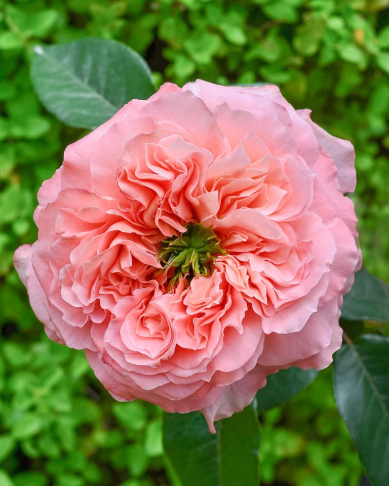 Mandarin | Coral Garden Rose - Rosas del Corazón