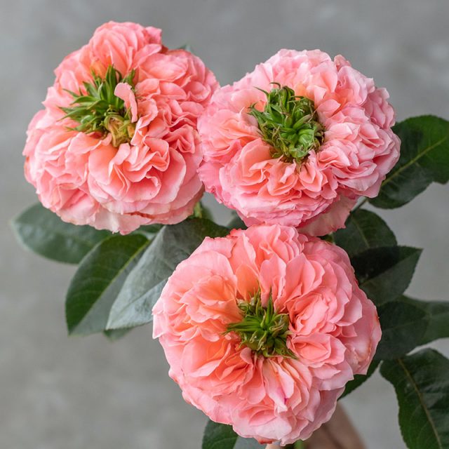 Luxury Garden Roses Archives - Rosas del Corazón