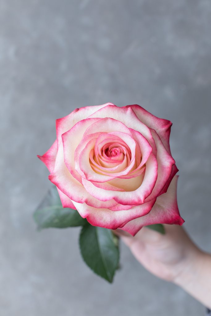 Палома | Paloma - Rosas del Corazón