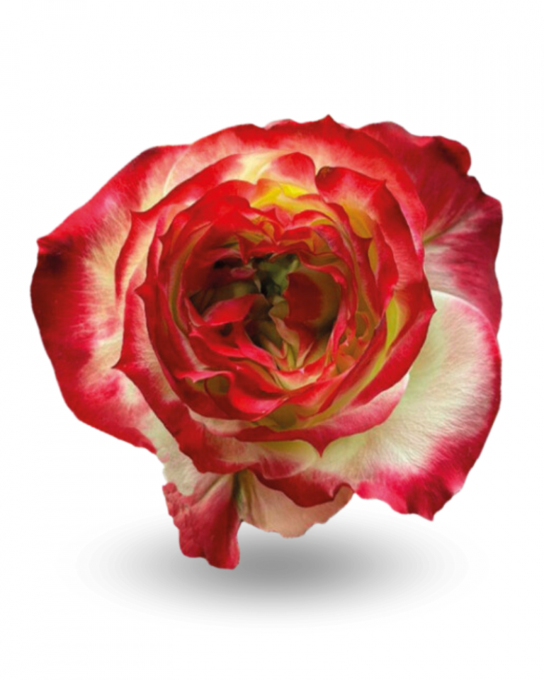 садовые Розы Archives - Страница 2 из 2 - Rosas del Corazón