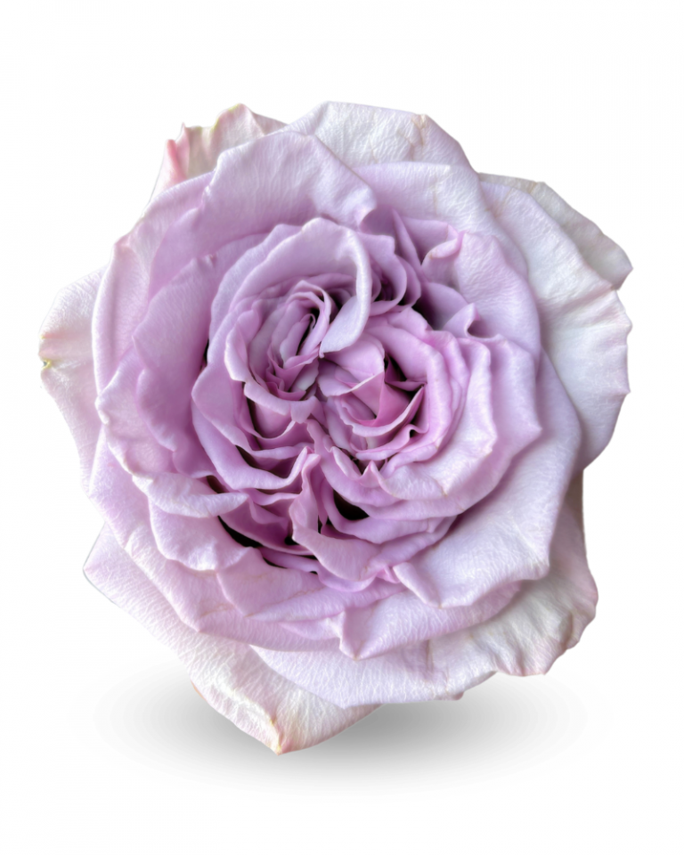 пионовидные розы Archives - Rosas del Corazón