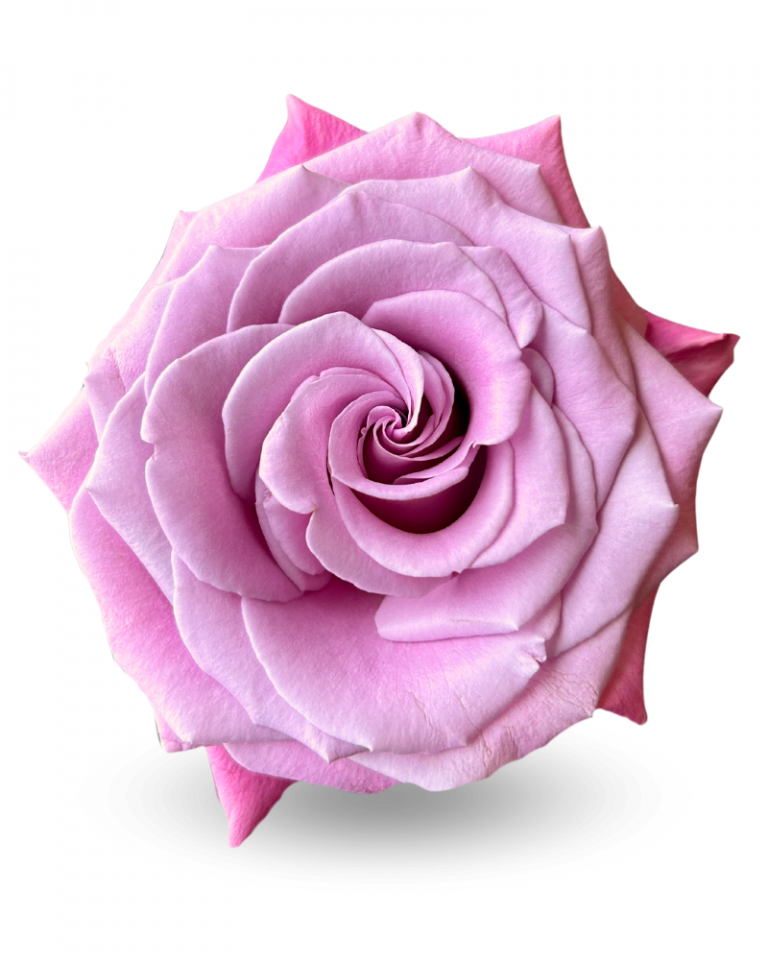 Бабалу | Babaloo - Rosas del Corazón