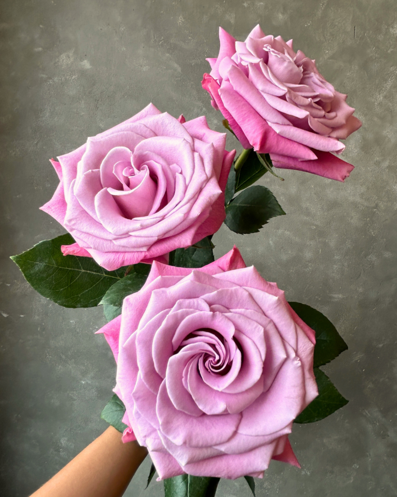 Бабалу | Babaloo - Rosas del Corazón