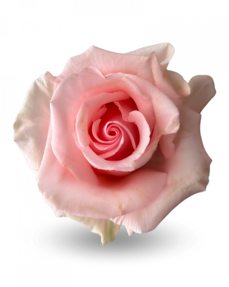 Анфоргивен | Unforgiven - Rosas del Corazón