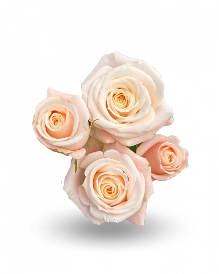 пионовидные кустовые розы Archives - Rosas del Corazón