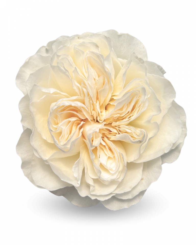 Вики Гарденс | Vicky Gardens - Rosas del Corazón